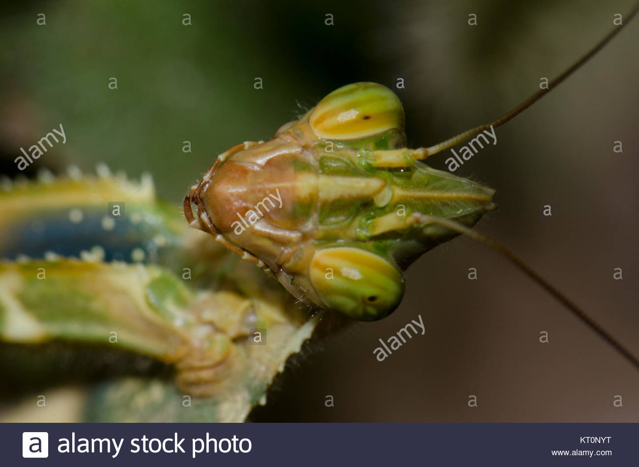 Arab Mantis Stock Photos & Arab Mantis Stock Images - Alamy