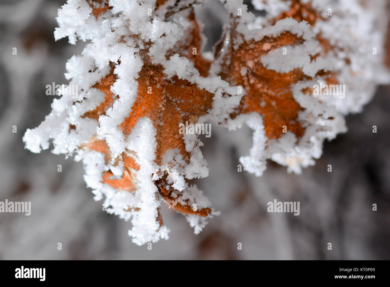 Frozen oak leaves covered with frost on the tree Stock Photo - Alamy