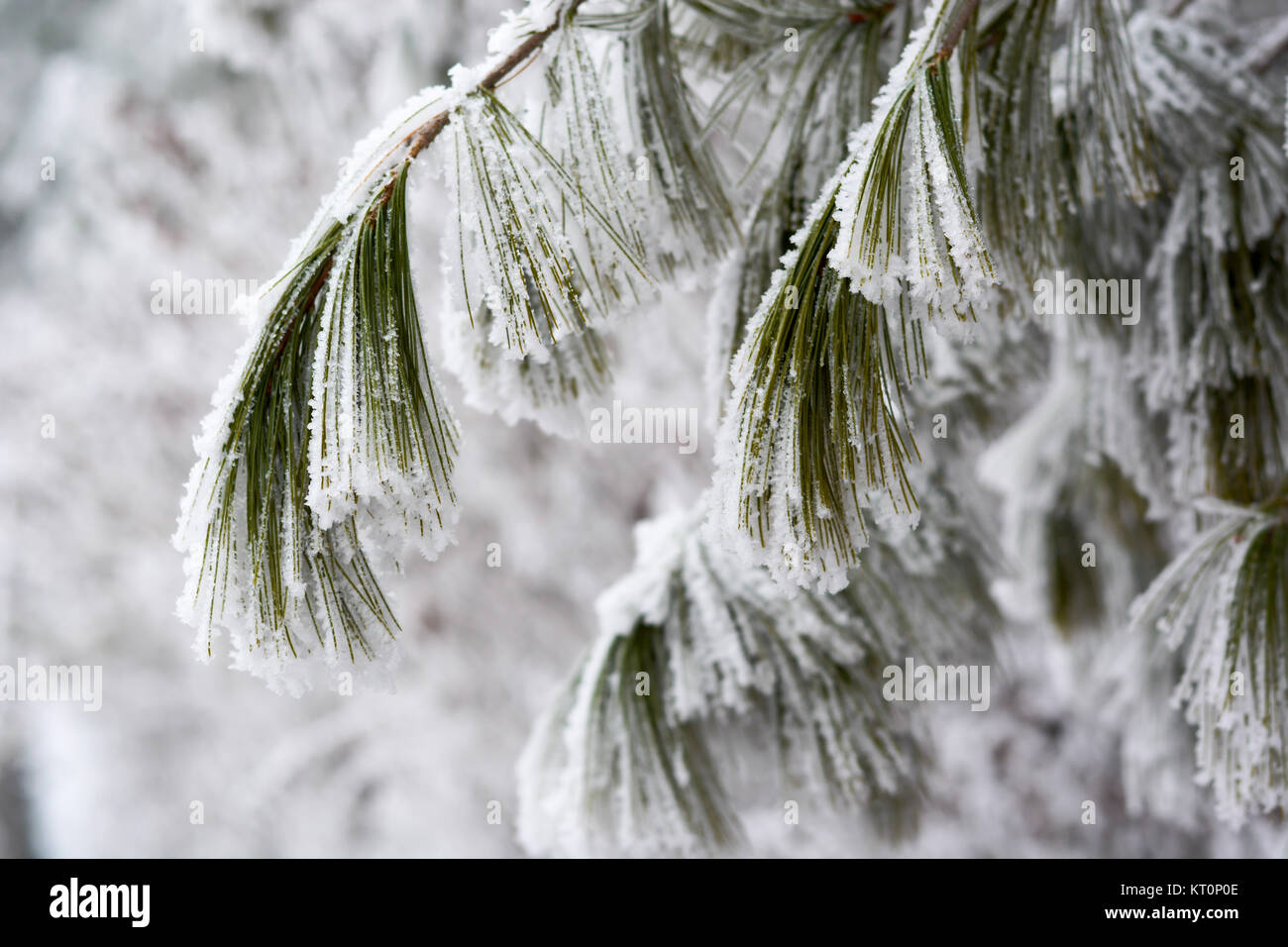 Cedar tree branches covered hi-res stock photography and images - Alamy