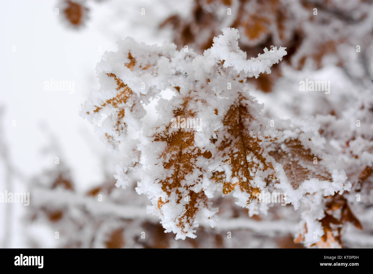 Frozen oak leaves covered with frost on the tree Stock Photo - Alamy