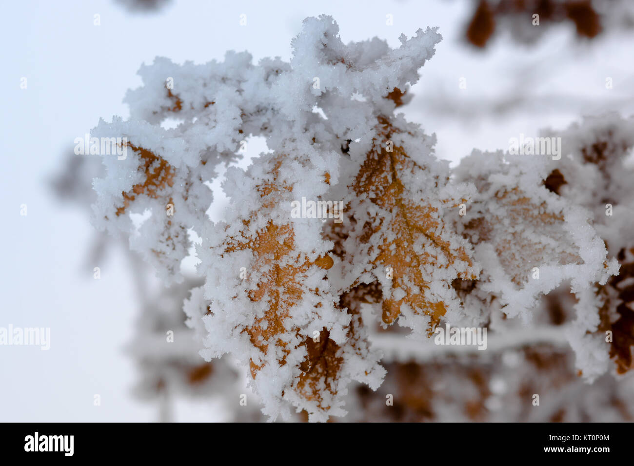 Frozen oak leaves covered with frost on the tree Stock Photo - Alamy