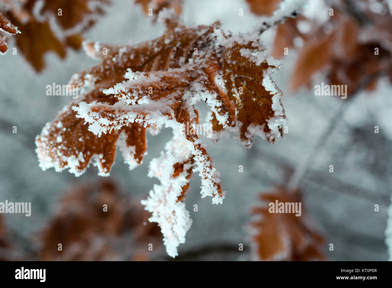 Frozen oak leaves covered with frost on the tree Stock Photo - Alamy