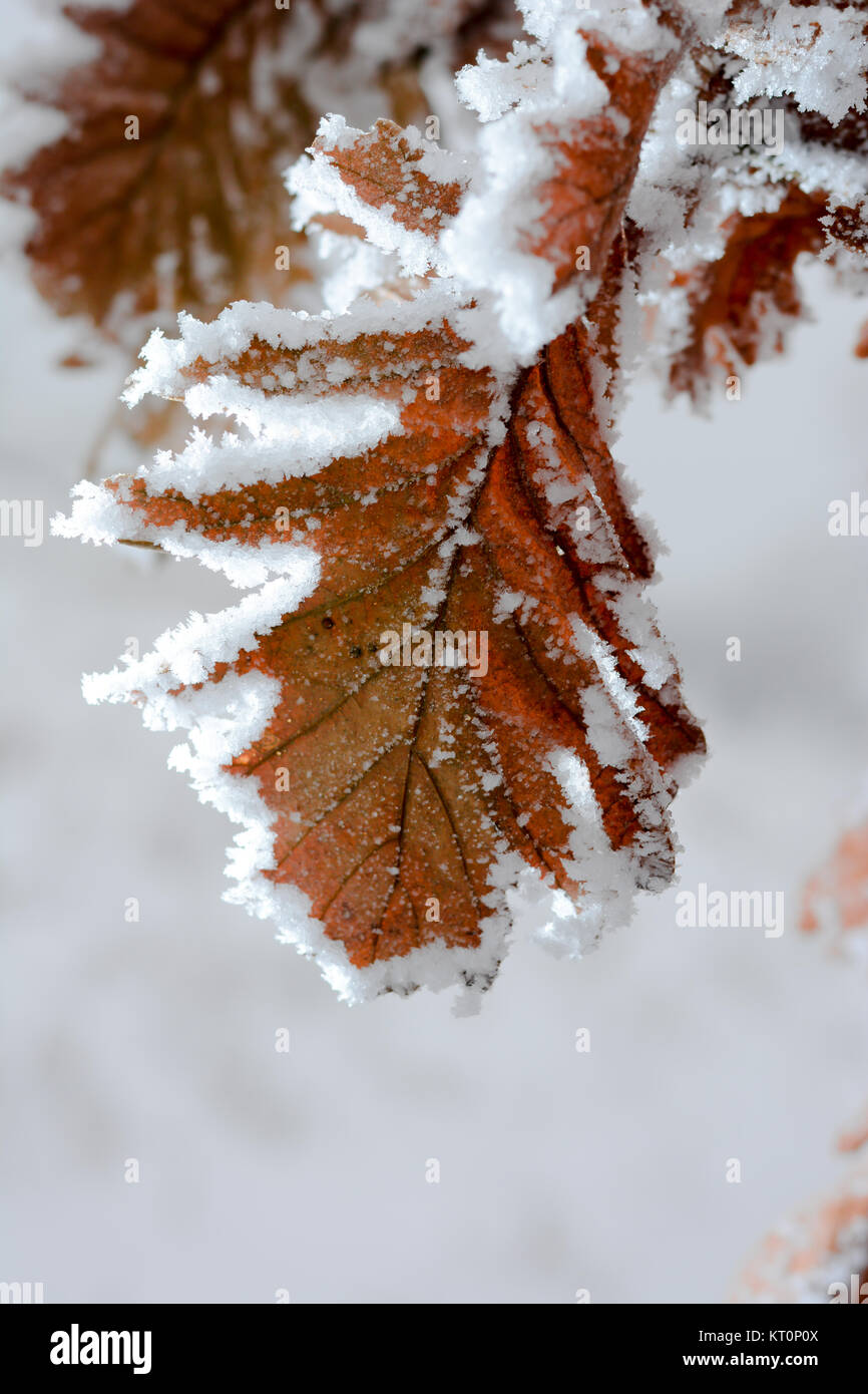 Frozen oak leaves covered with frost on the tree Stock Photo - Alamy