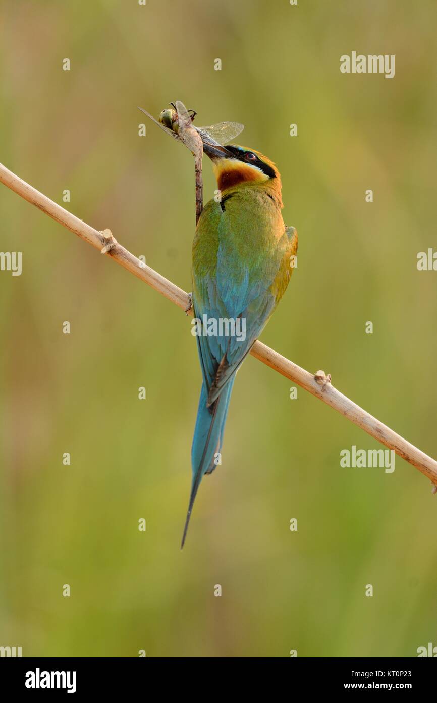 beautiful blue tailed bee eater (Merops philippinus) possing Stock Photo - Alamy