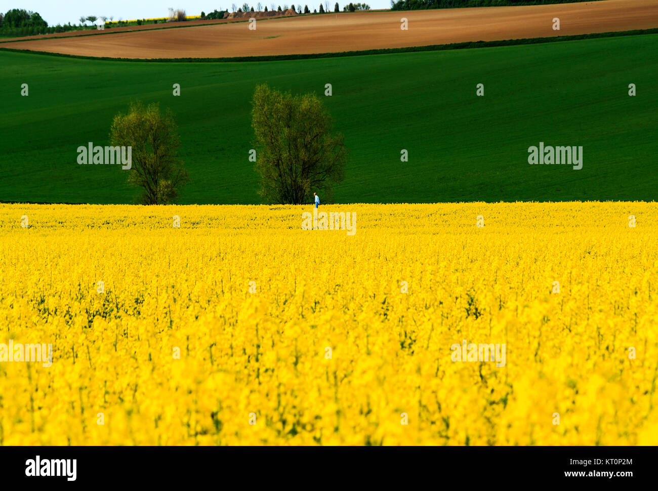 Hessian landscape with spring fields near Hanau in the late afternoon ...