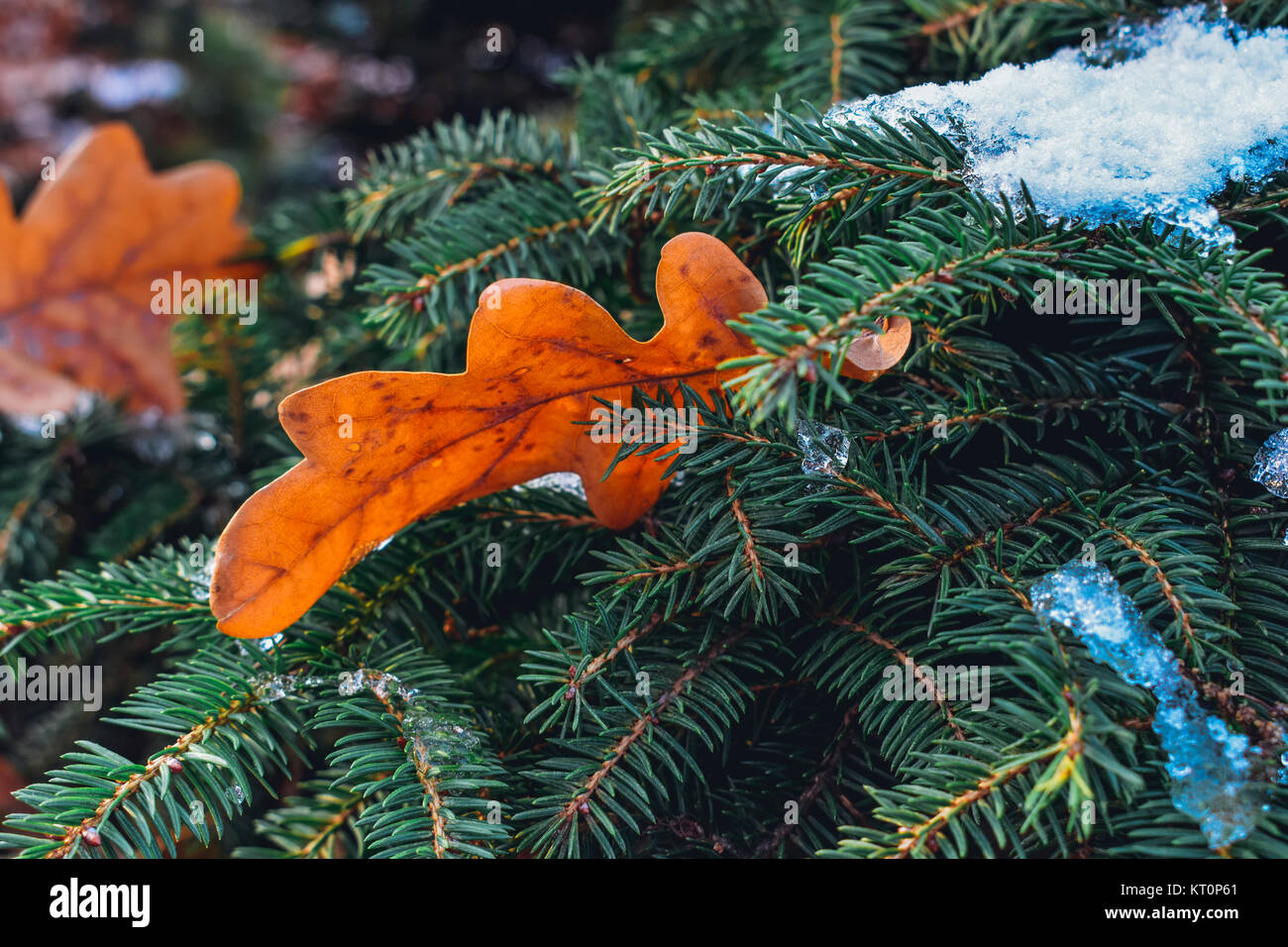 First snow in kyiv hi-res stock photography and images - Alamy