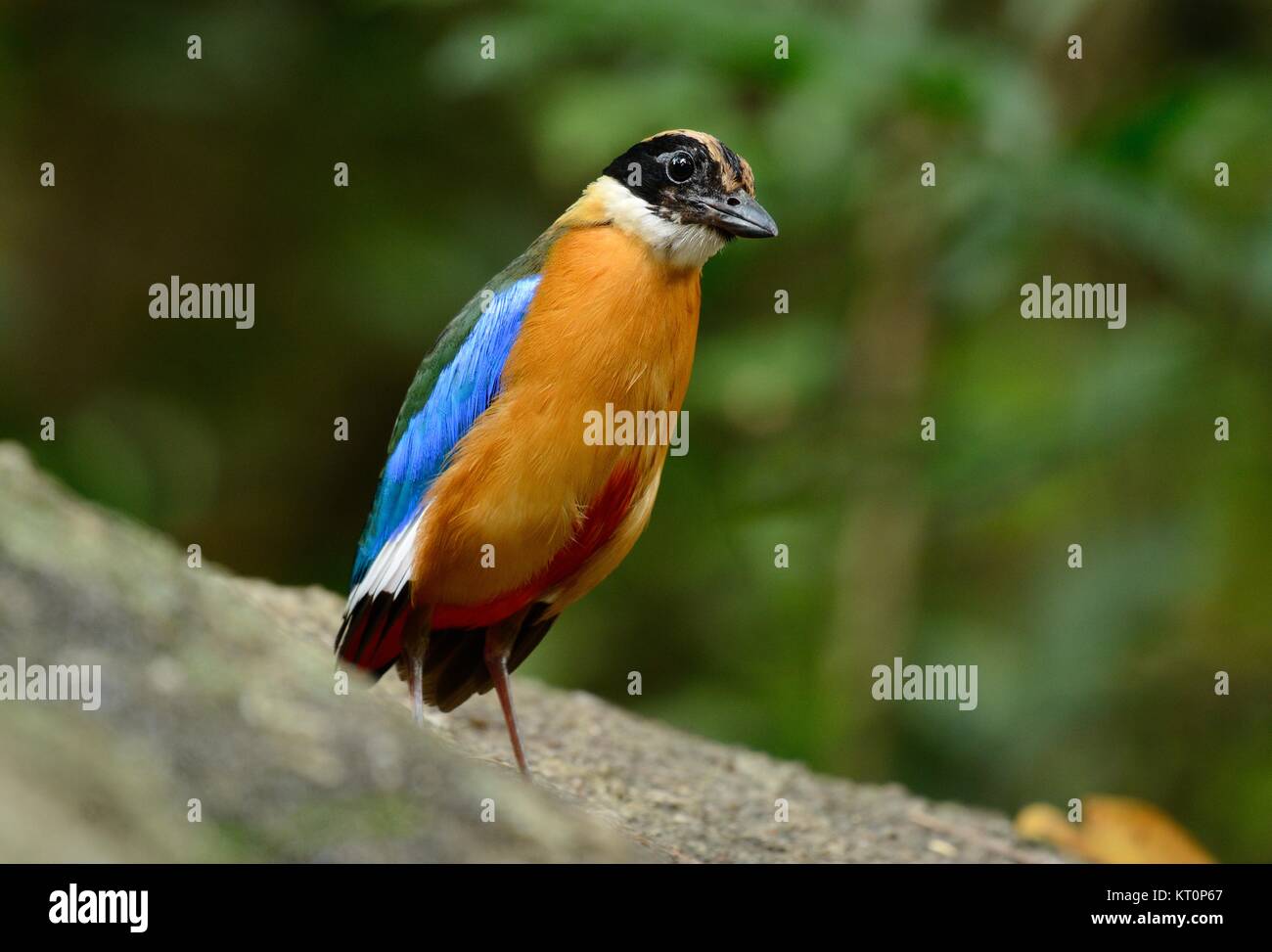 beautiful Blue-winged Pitta(Pitta moluccensis) inThai forest Stock ...