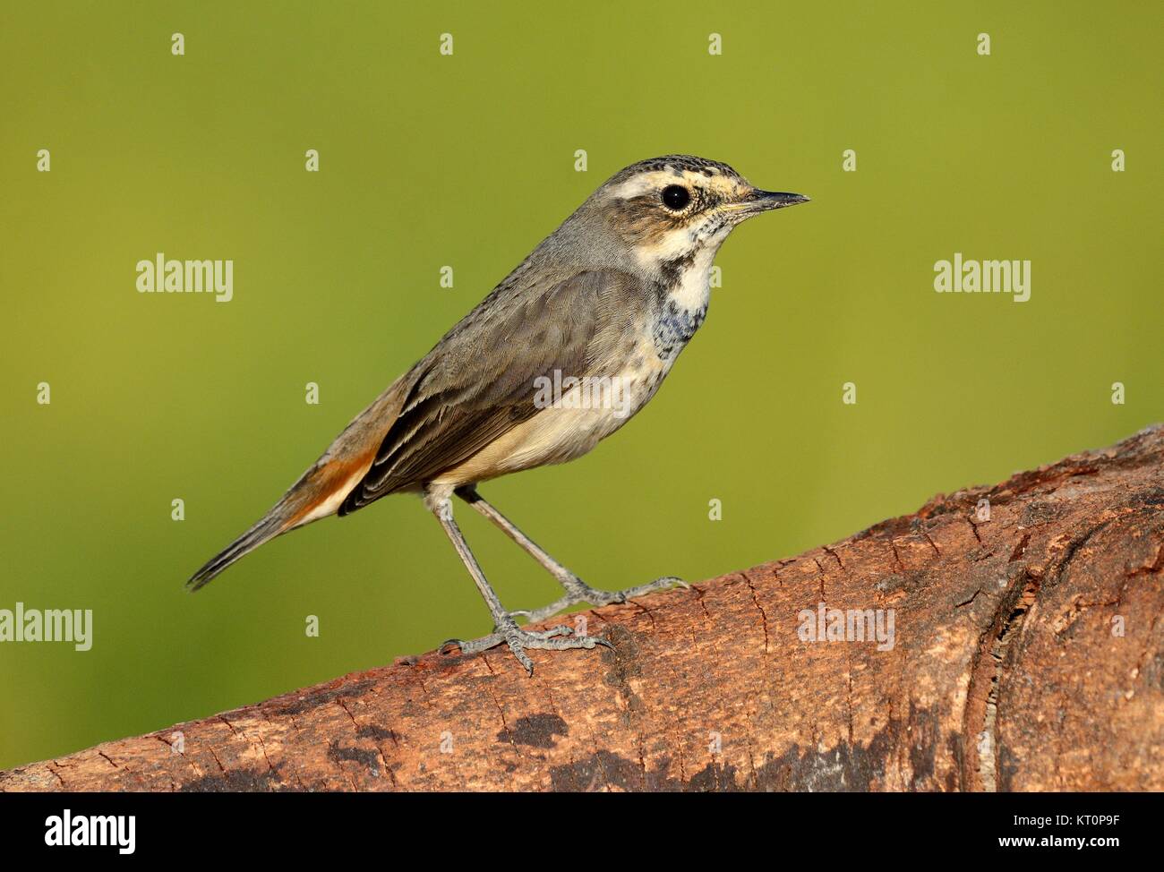 beautiful male Bluethroat (Luscinia svecica) in Thailand Stock Photo ...
