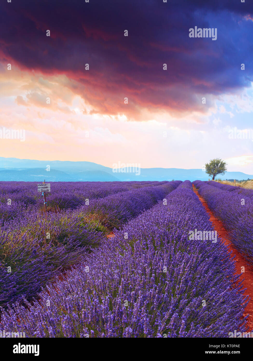 Lavender field summer sunset Stock Photo - Alamy