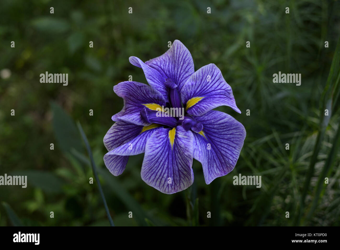 Perfect iris hi-res stock photography and images - Alamy