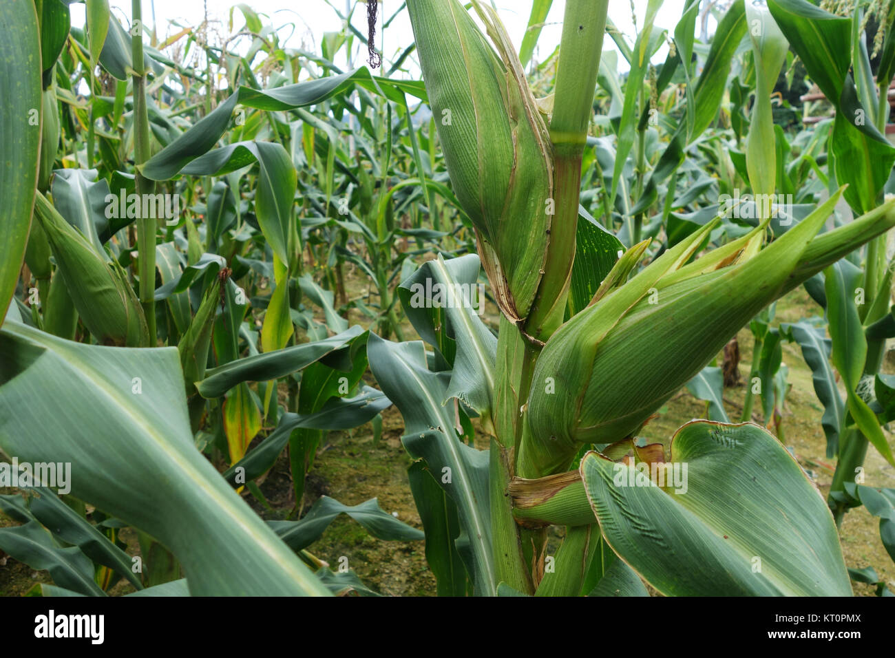 Sweet corn in the field Stock Photo - Alamy
