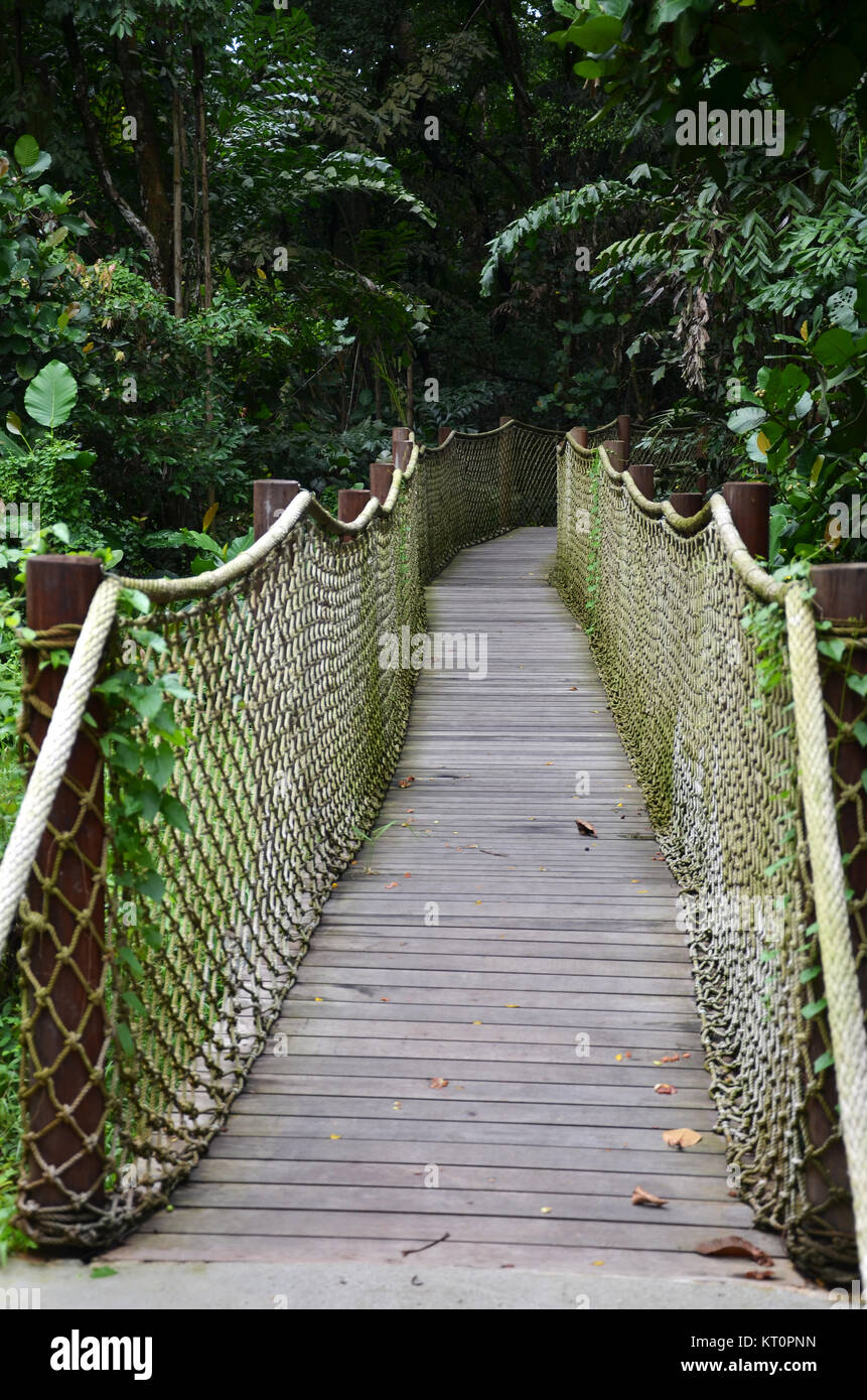 Wooden pathway into rain forest jungle Stock Photo - Alamy