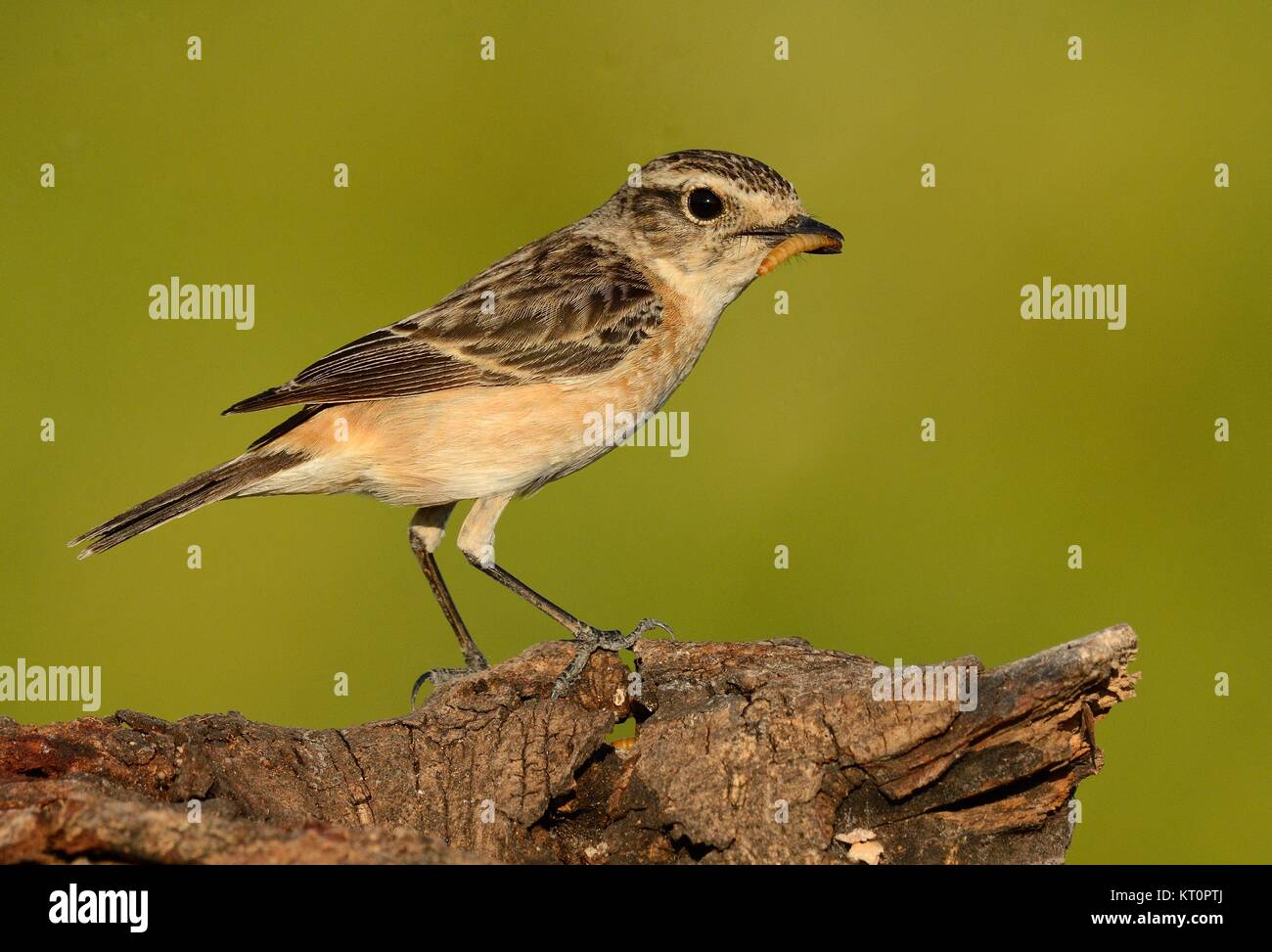beautiful female Eastern Stonechat (Saxicola stejnegeri) standing on ...