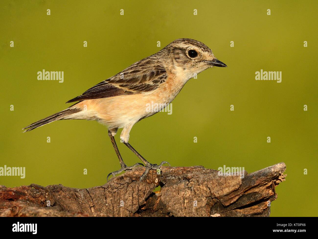 beautiful female Eastern Stonechat (Saxicola stejnegeri) standing on ...