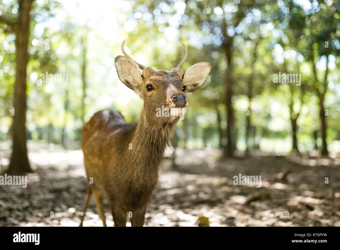 Deer relaxing at Nara Park Stock Photo - Alamy