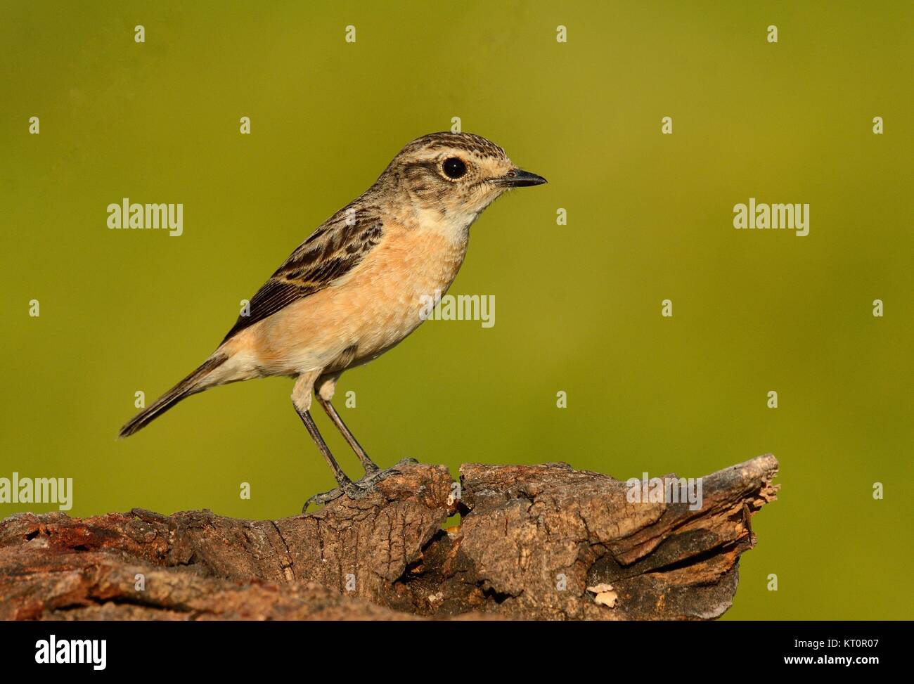 beautiful female Eastern Stonechat (Saxicola stejnegeri) standing on ...