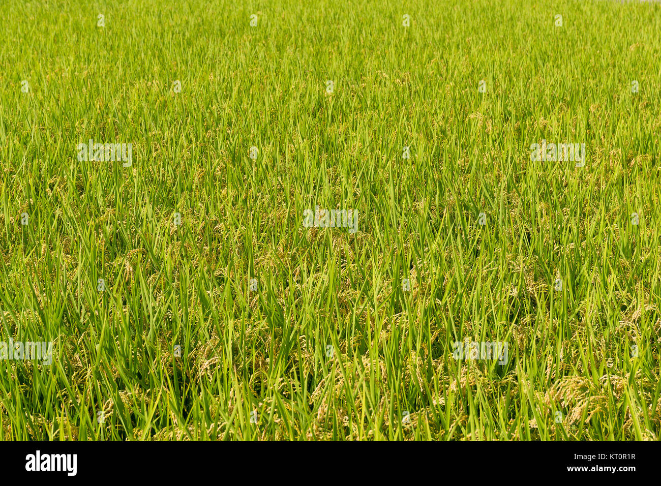 Paddy Rice field Stock Photo - Alamy