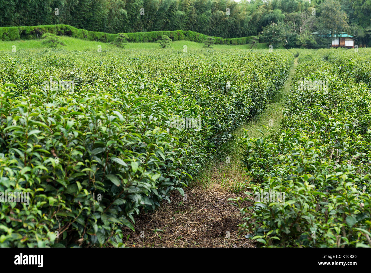 Green Tea Farm Stock Photo - Alamy