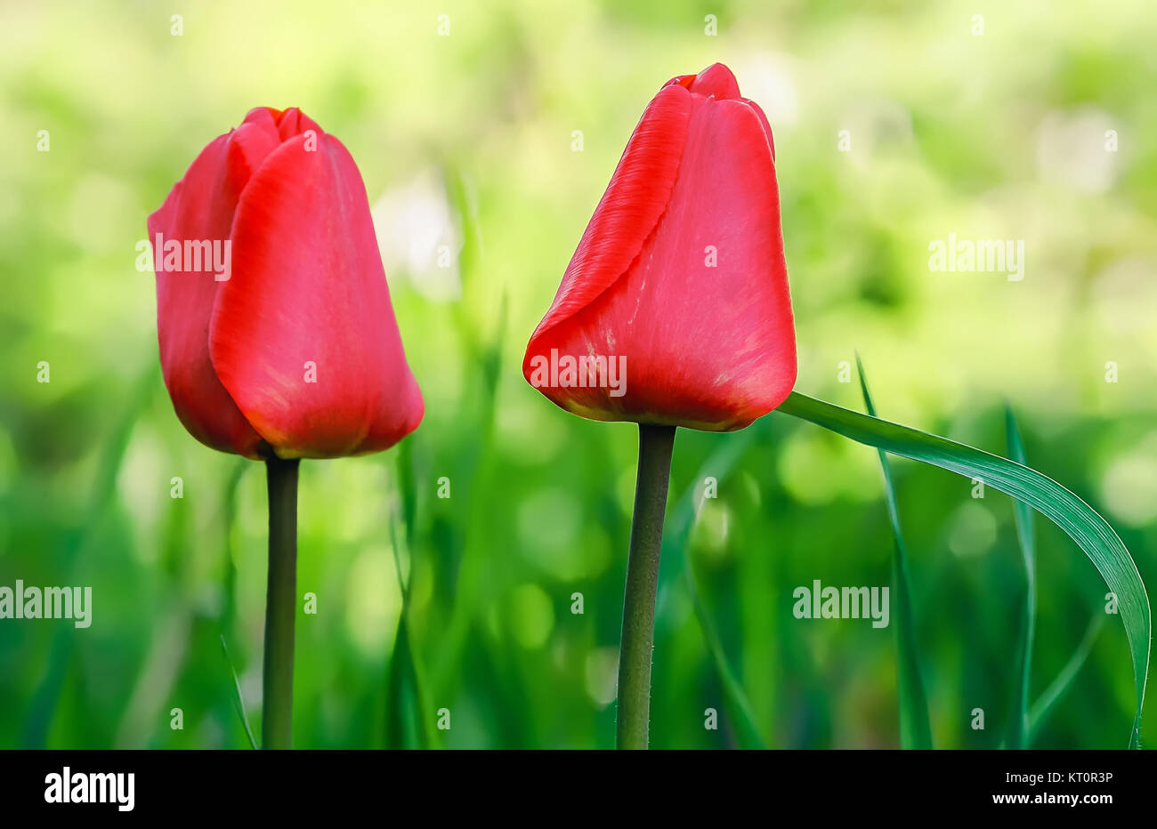 Two Red Tulips Closeup Stock Photo - Alamy