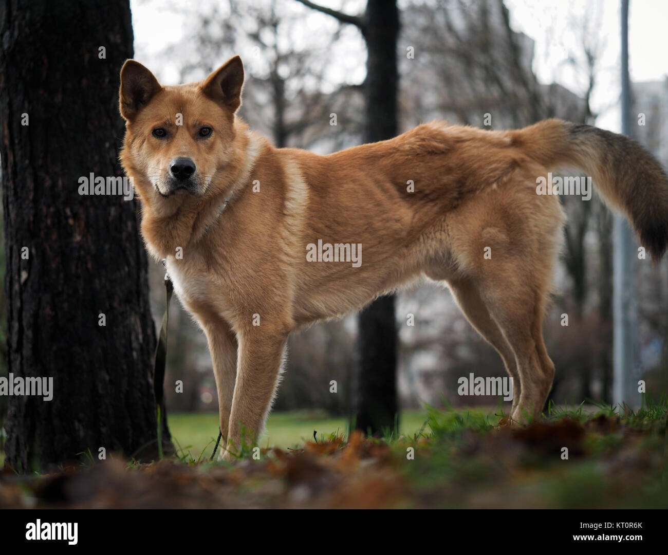 A big red dog. The breed Akita inu. Forest, nature Stock Photo - Alamy