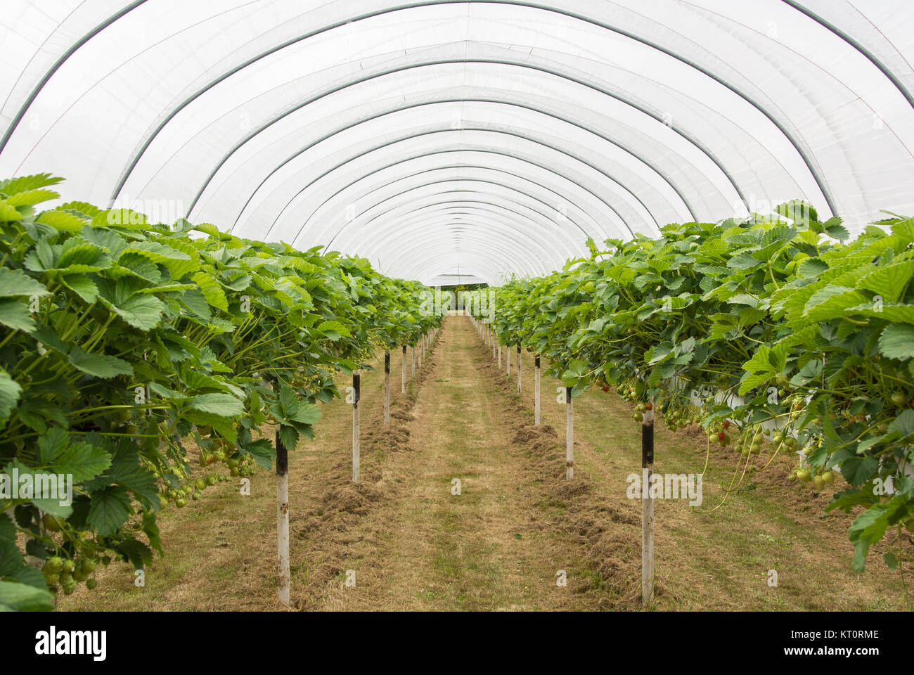 Strawberry polytunnel hi-res stock photography and images - Alamy
