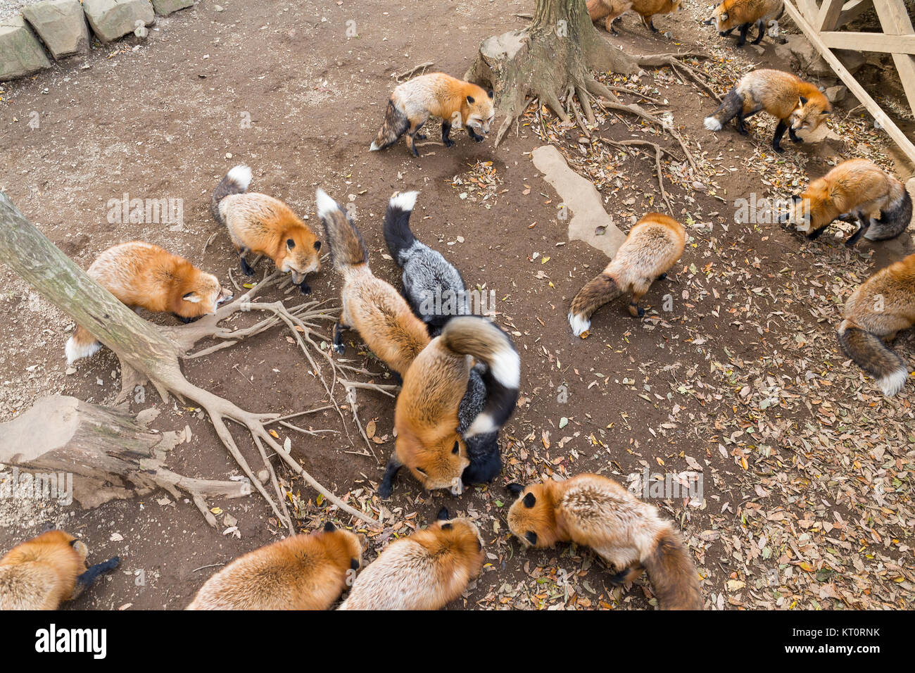 All Fox eating together Stock Photo - Alamy