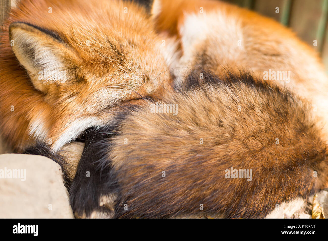 Sleeping red fox Stock Photo - Alamy