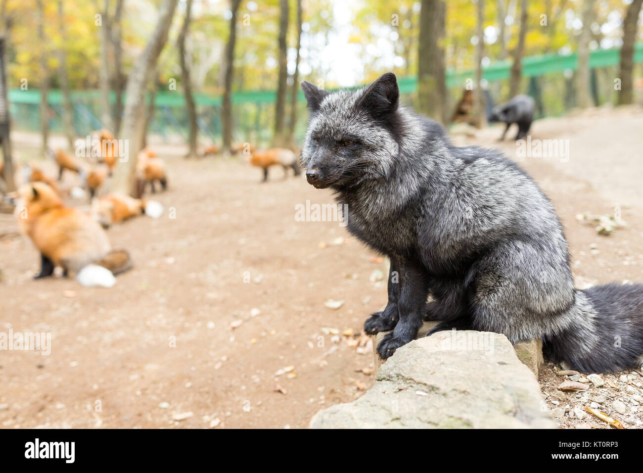 Black fox waiting for food Stock Photo - Alamy