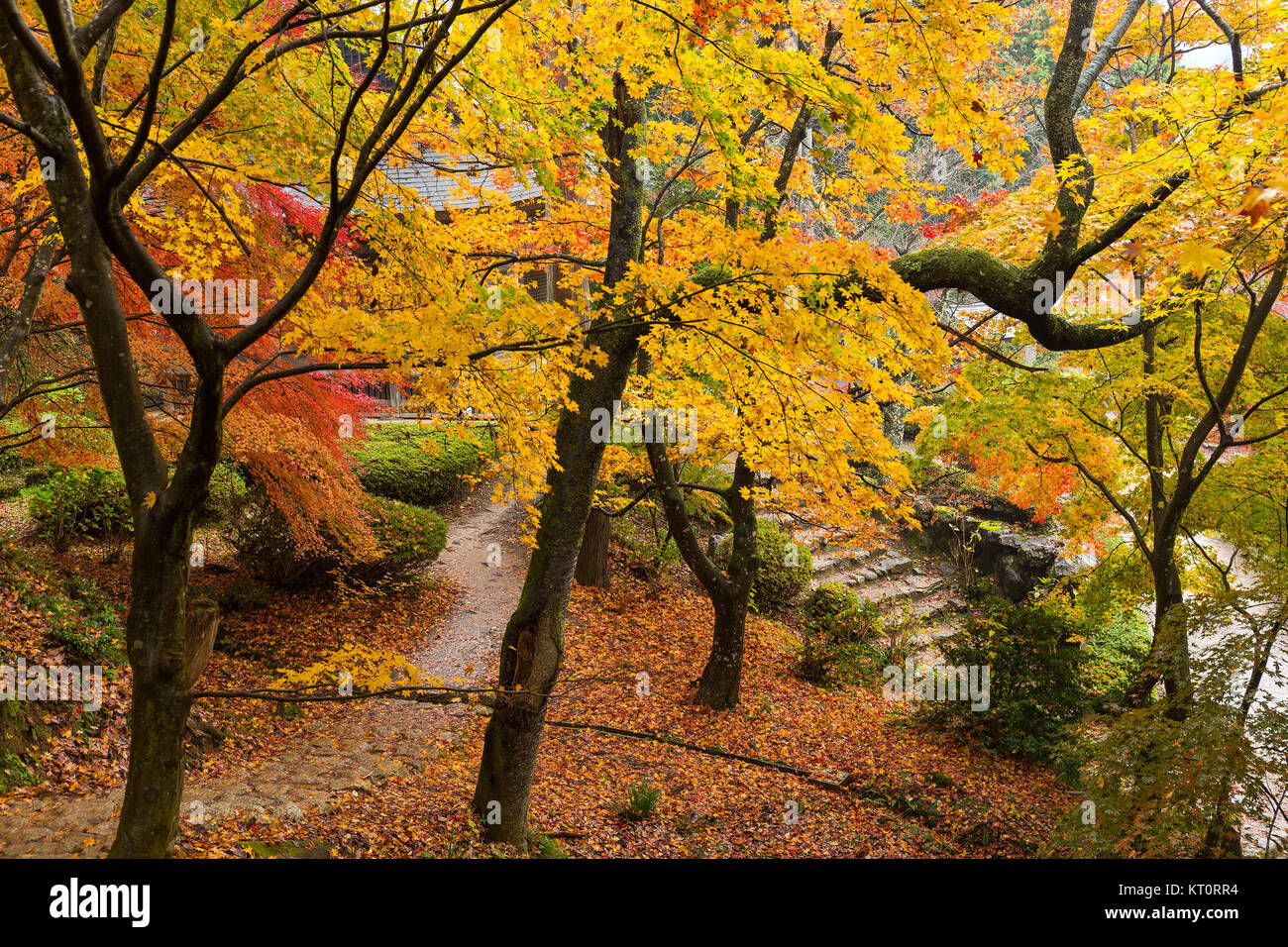 Maple tree in autumn season Stock Photo - Alamy