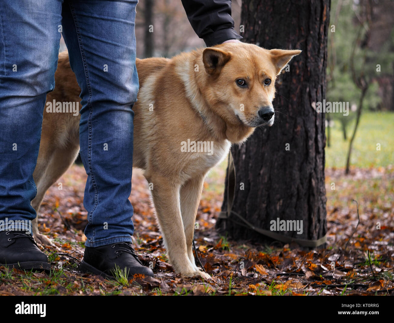 Men's feet and red dog close to the owner. The breed Akita inu. Forest ...
