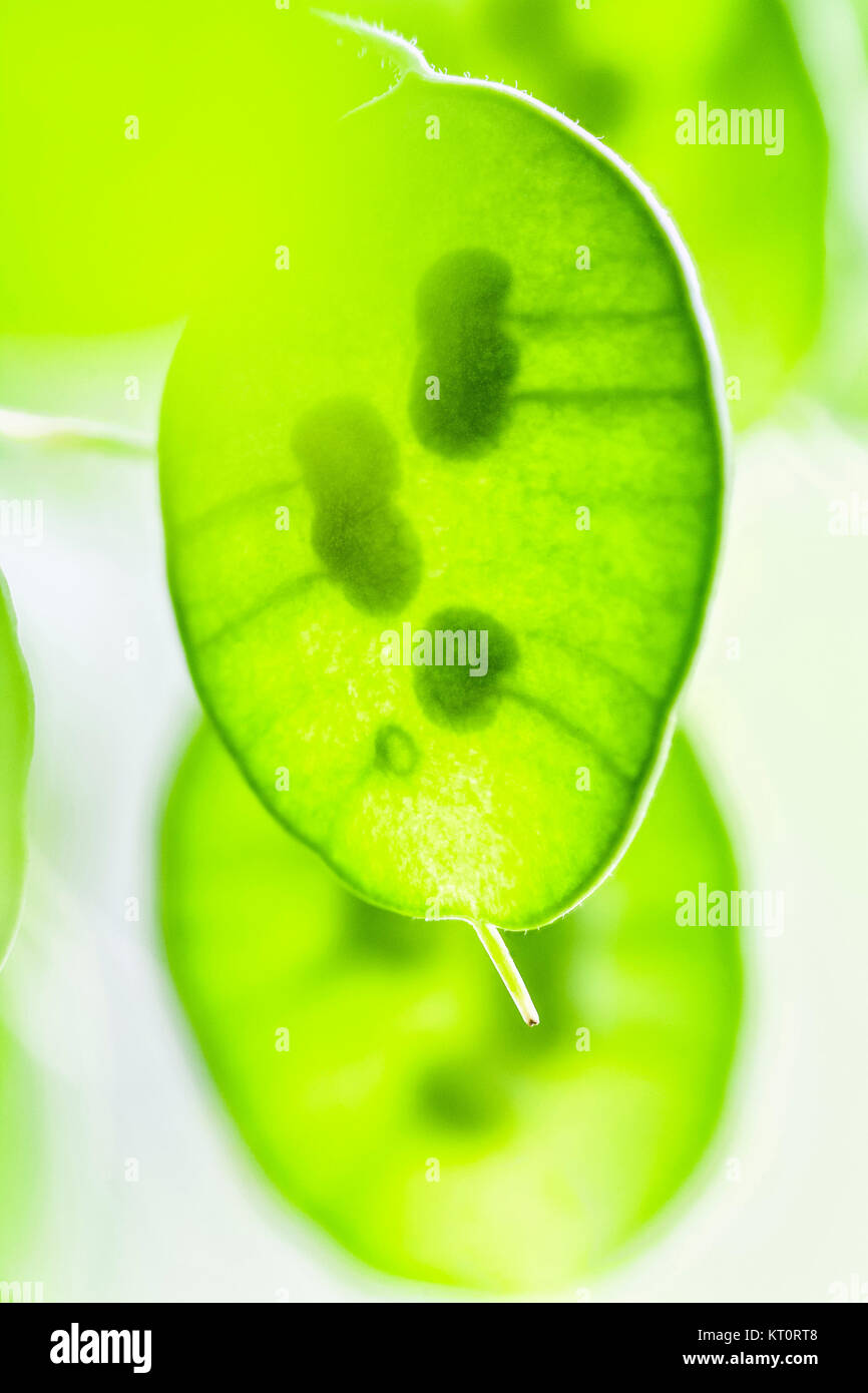 Honesty seed pods - Lunaria annua Stock Photo - Alamy