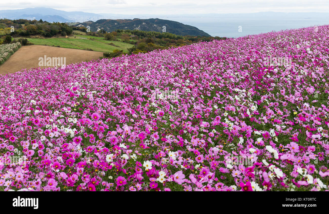 Japanese cosmos plant meadow hi-res stock photography and images - Alamy