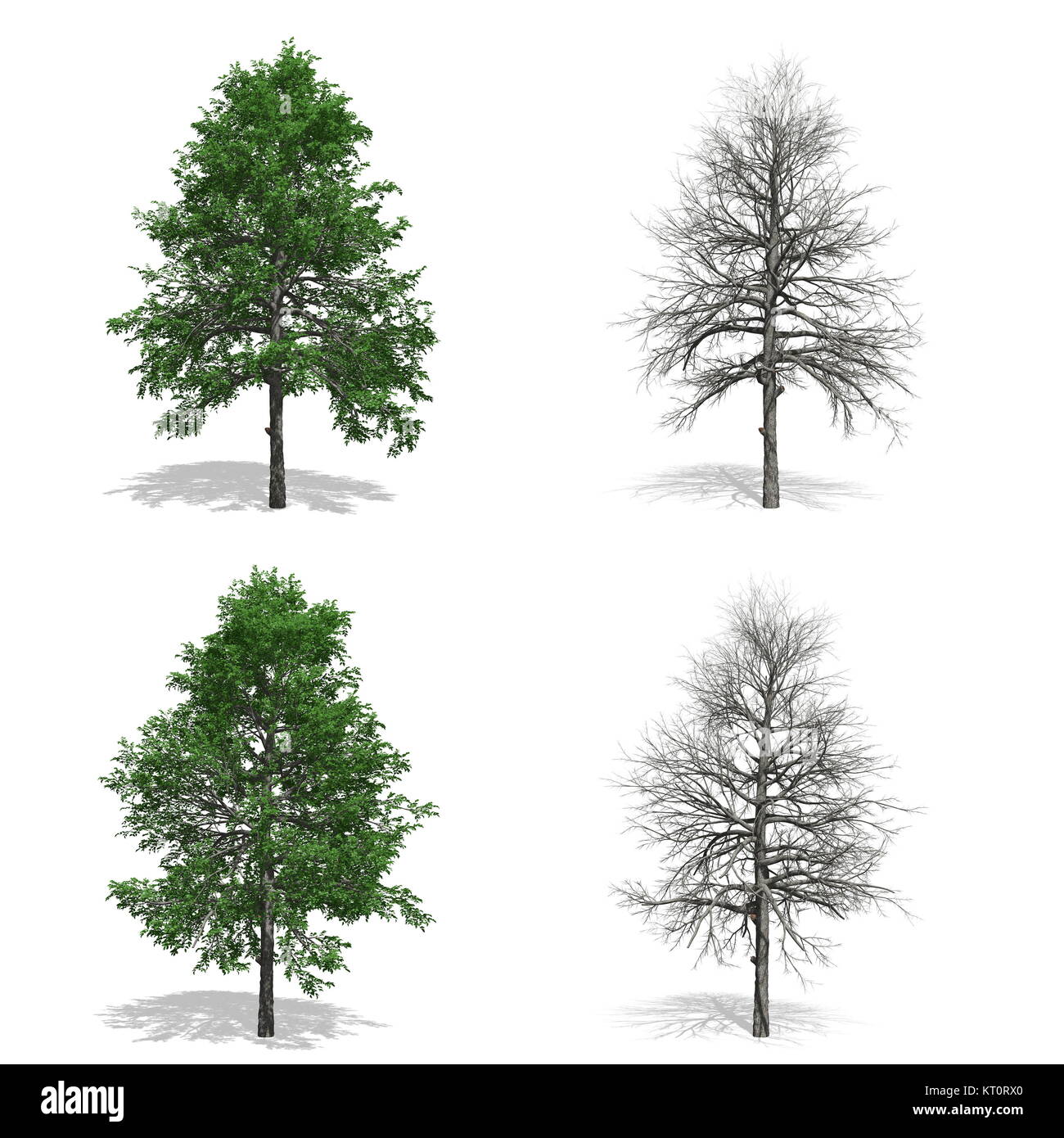 Gum_1 hi-res stock photography and images - Alamy