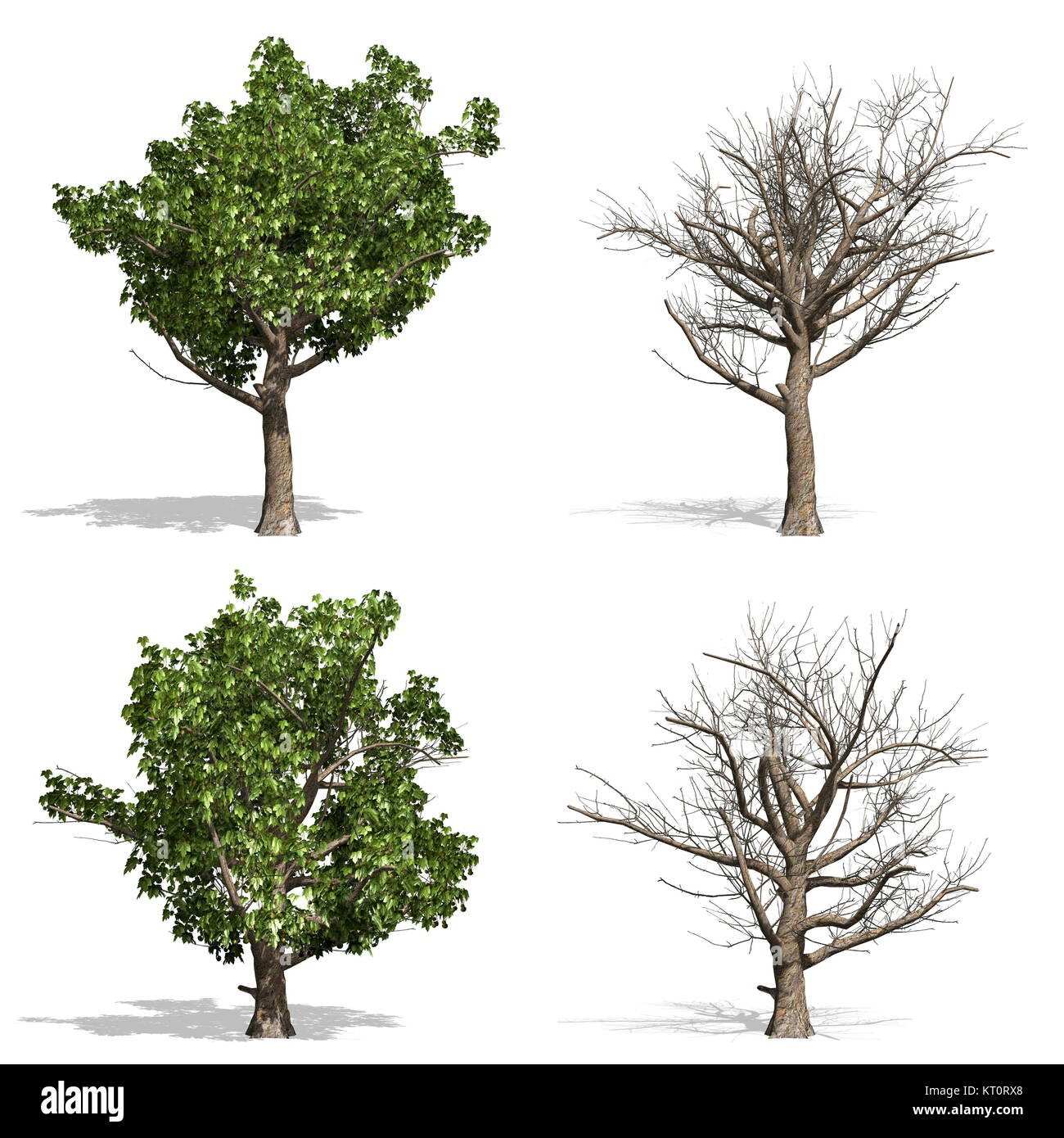 Leafless sycamore tree hi-res stock photography and images - Alamy