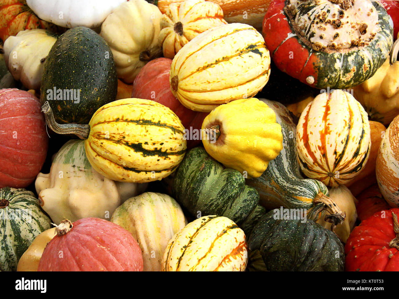 The colorful variety of pumpkins Stock Photo - Alamy