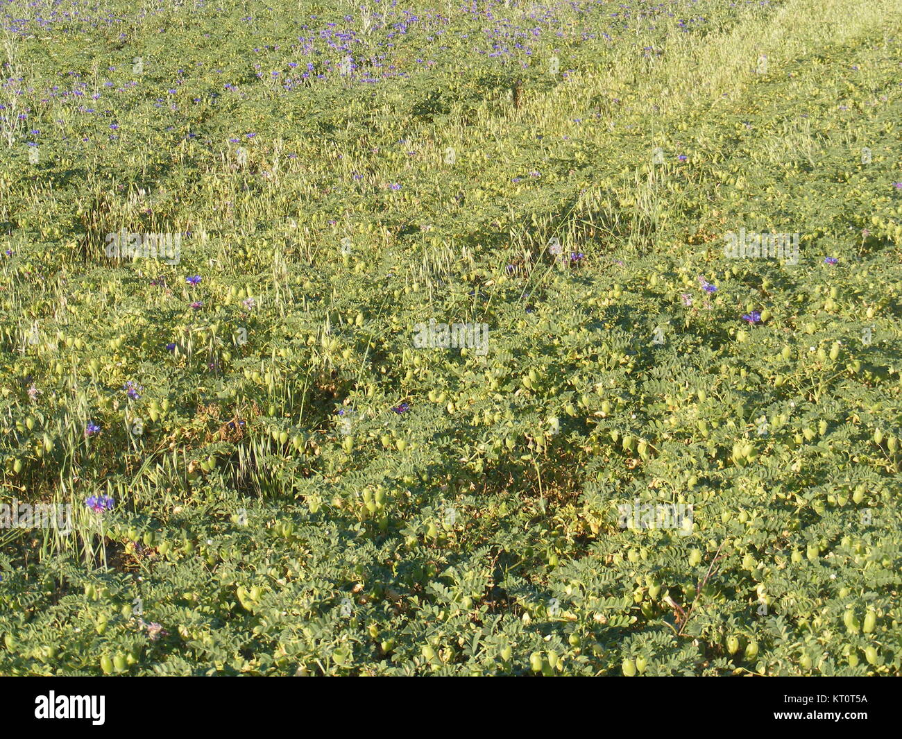 Chickpea Dhal High Resolution Stock Photography and Images - Alamy