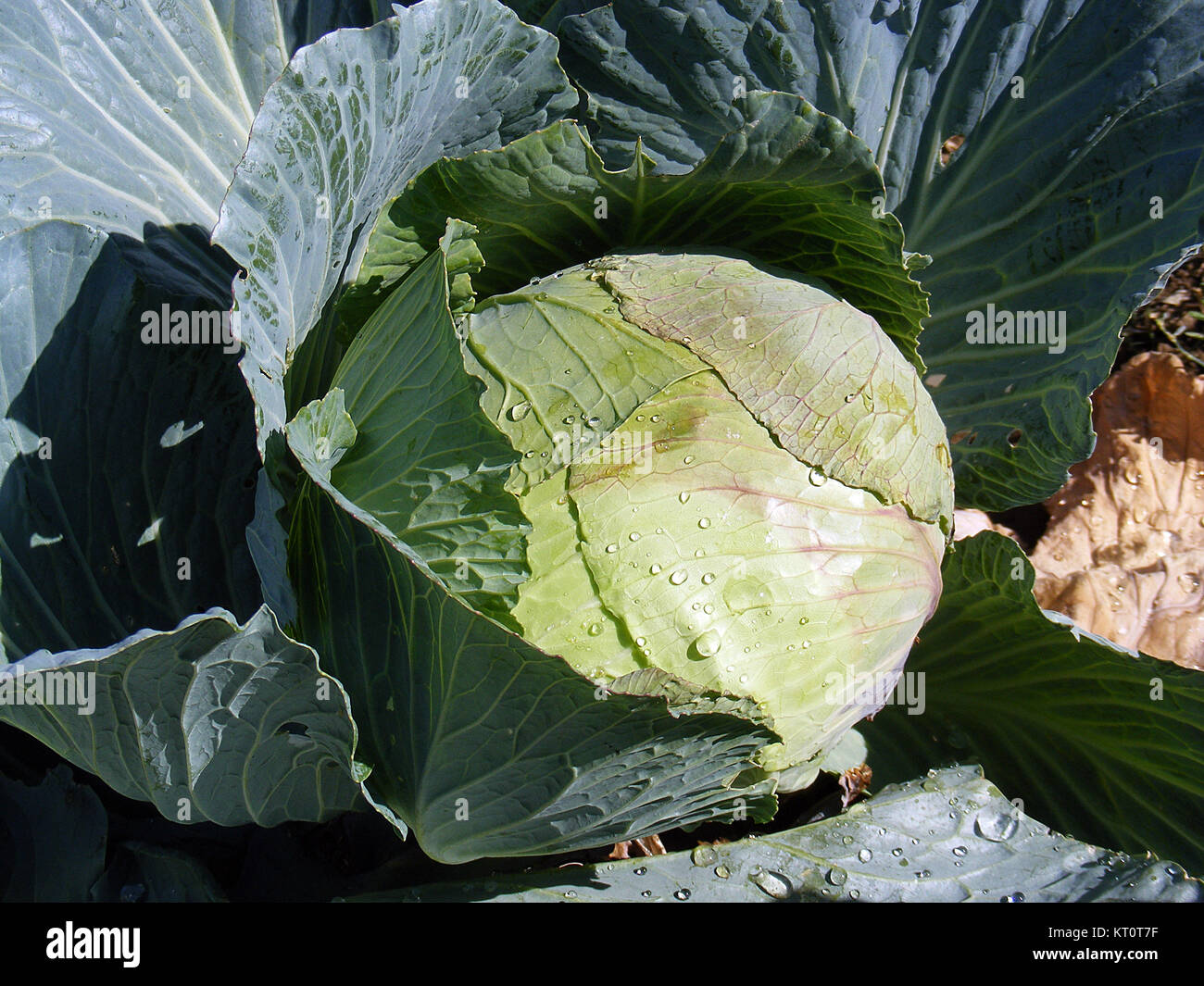 Cabbage pictures hi-res stock photography and images - Alamy