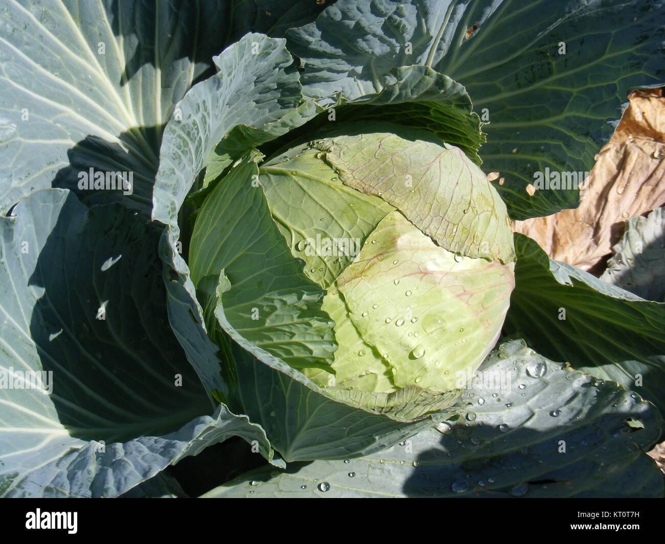 Cabbage pictures hi-res stock photography and images - Alamy