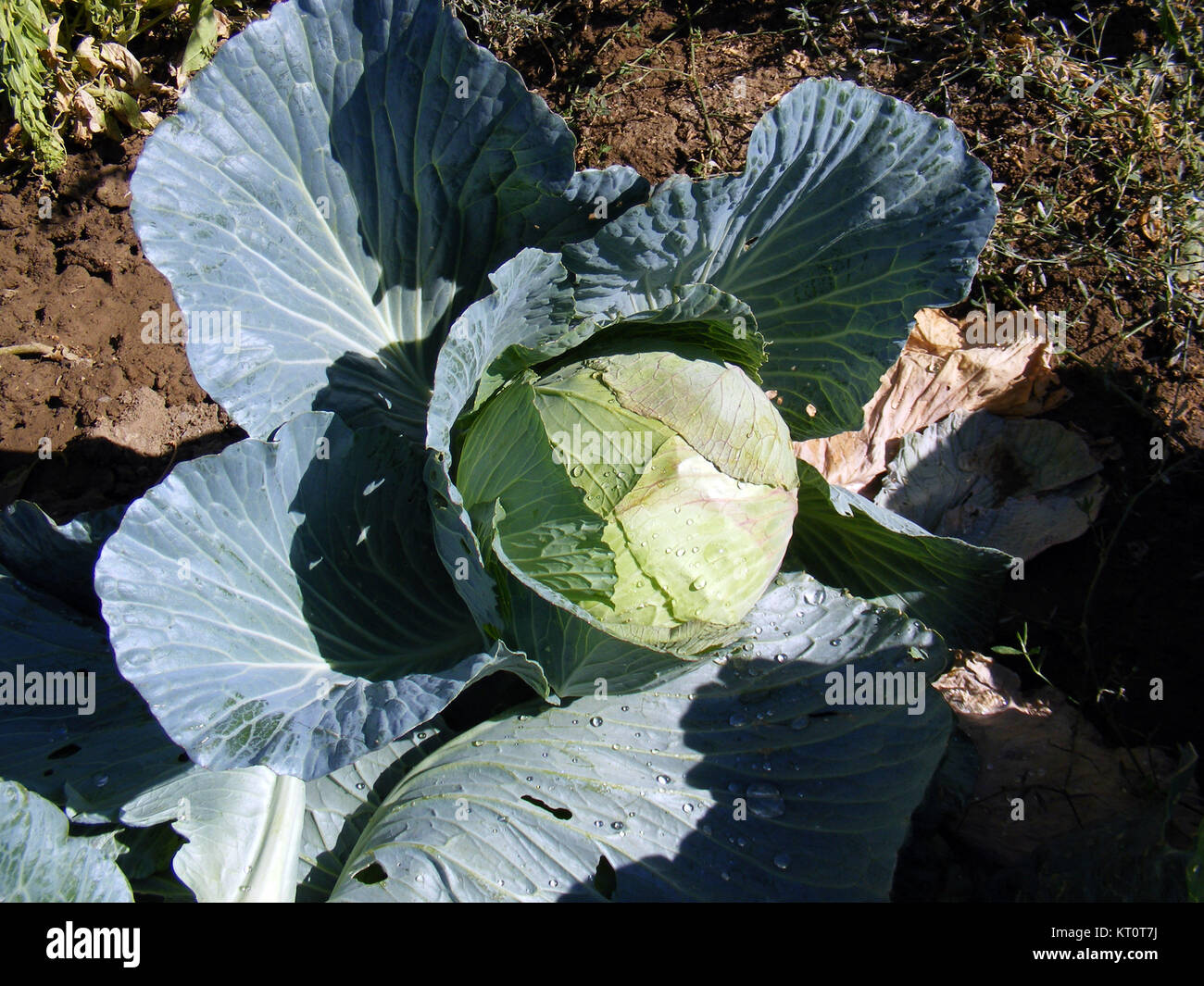 Pictures cabbage hi-res stock photography and images - Alamy