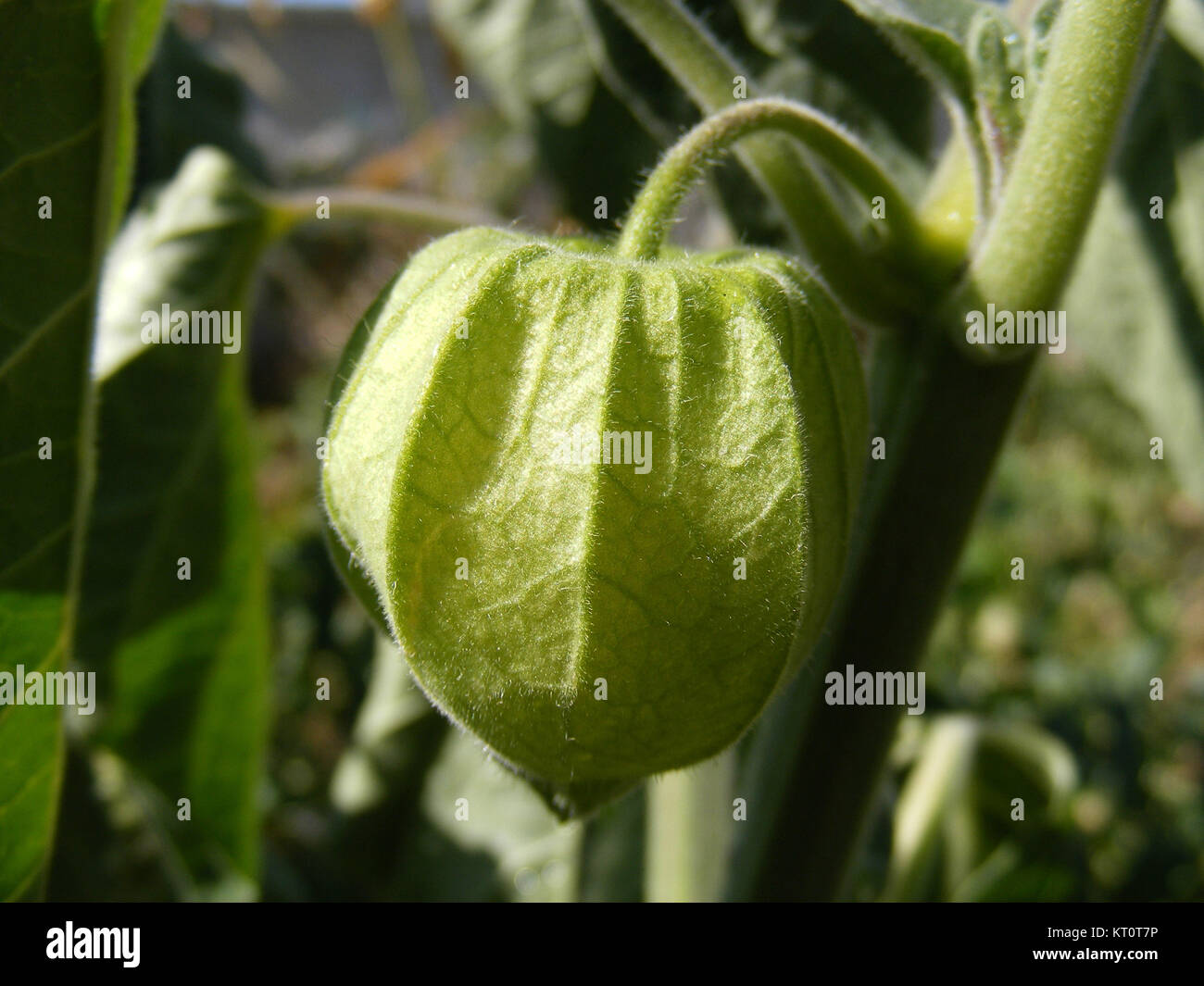 Gold strawberry fruit on the field Stock Photo - Alamy