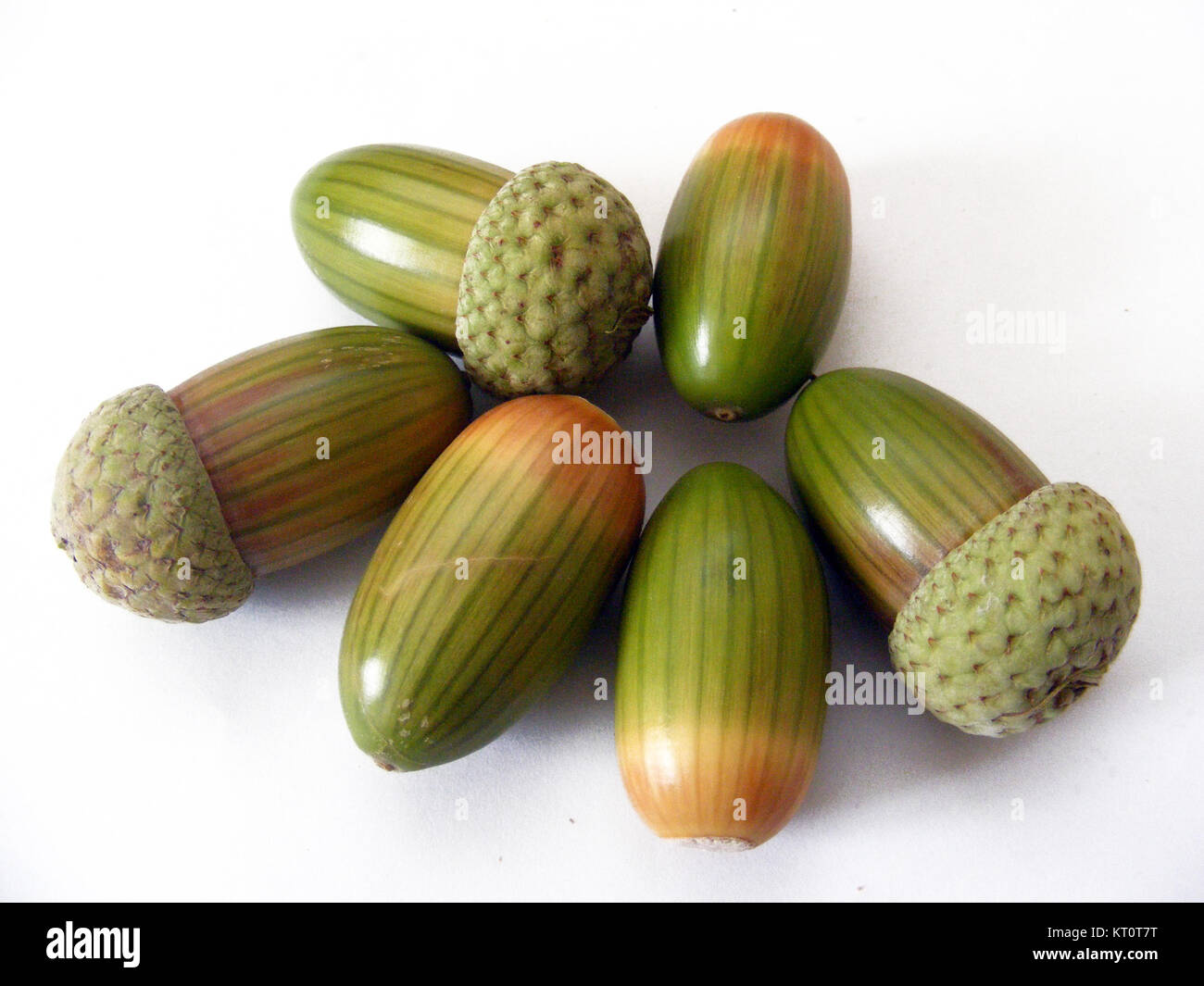 Acorn leaves vector hi-res stock photography and images - Alamy