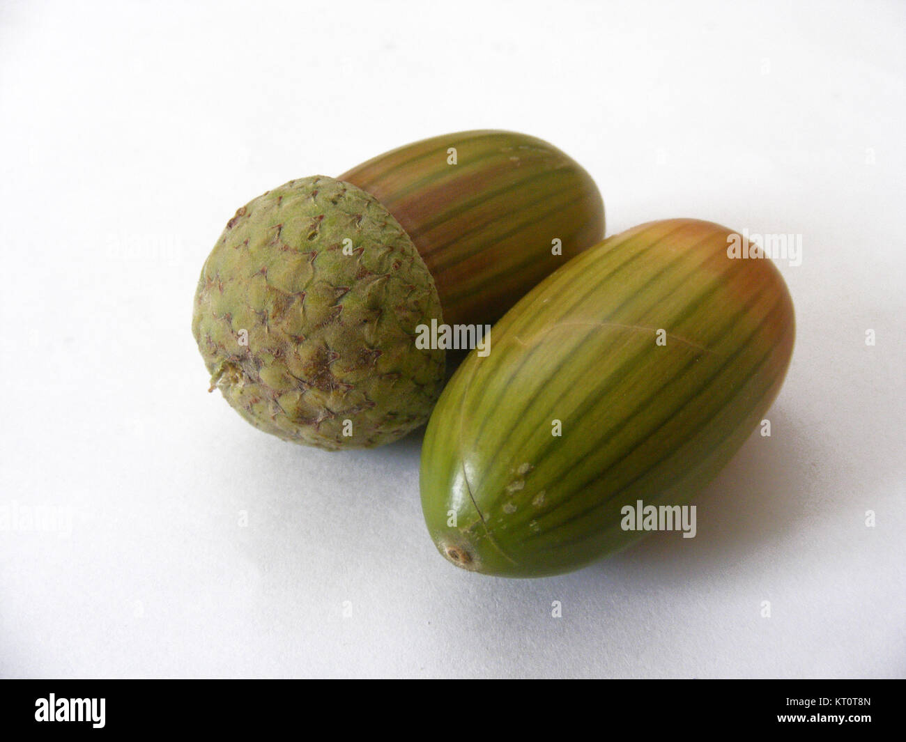 Acorn vector hi-res stock photography and images - Alamy