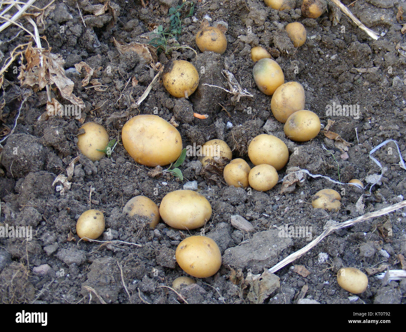 40008733377 hi-res stock photography and images - Alamy