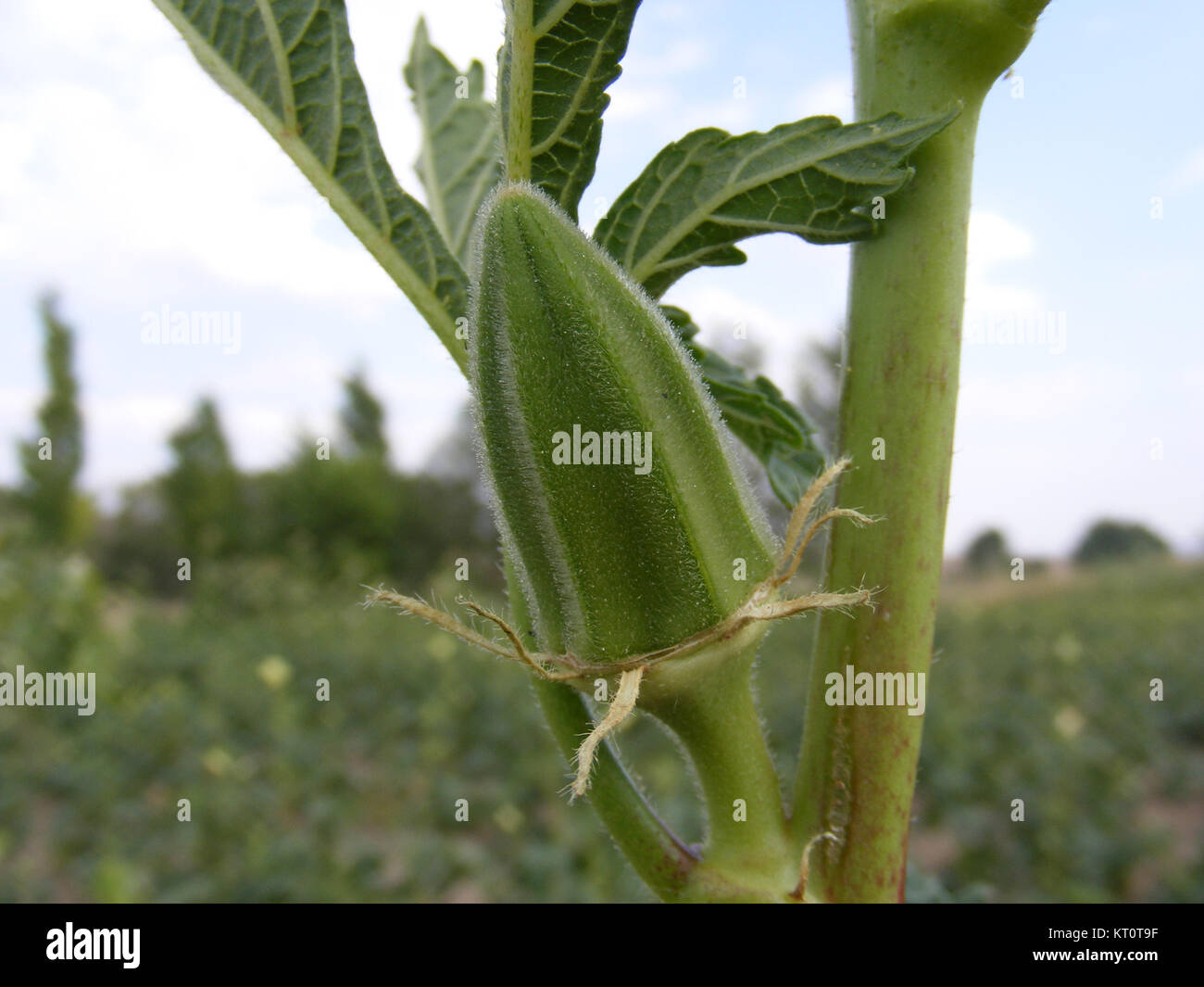 Okra and okra horticulture Stock Photo - Alamy