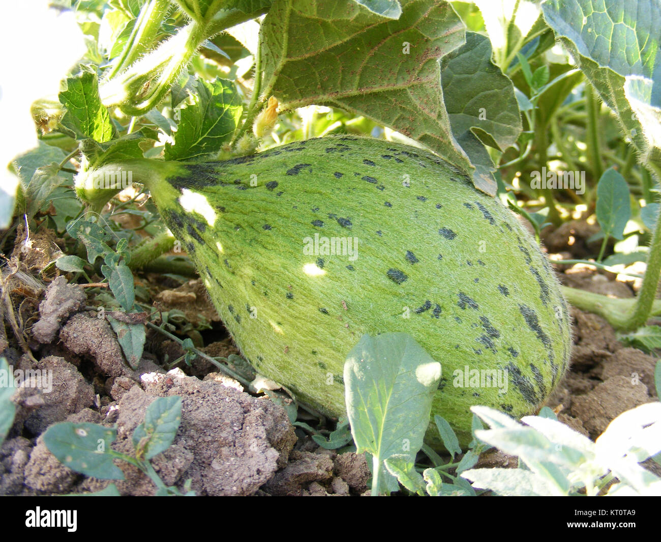 Melon on the field Stock Photo - Alamy