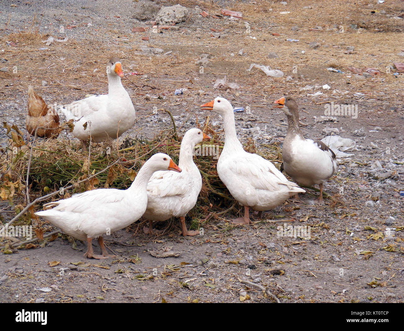 Young gray goose hi-res stock photography and images - Alamy