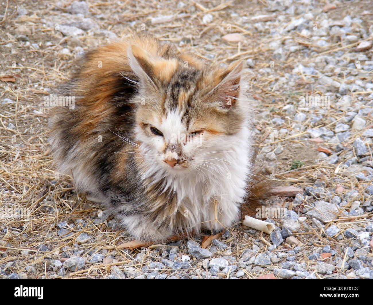 pet cat pictures Stock Photo - Alamy