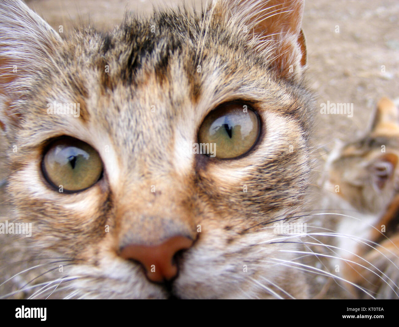 pet cat pictures Stock Photo - Alamy