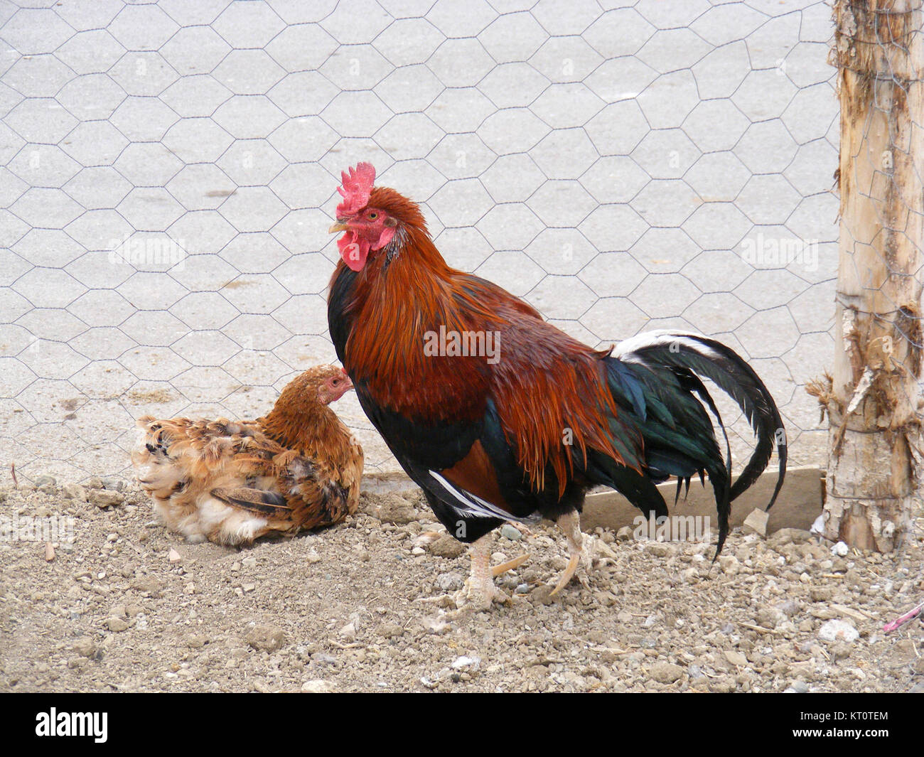 Rooster chicken and poultry Stock Photo - Alamy
