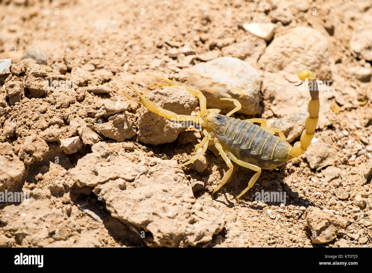 Naqab desert scorpion hi-res stock photography and images - Alamy